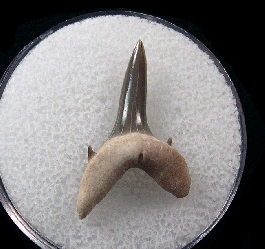 Isurolamna inflata tooth from Kazakhstan | Buried Treasure Fossils