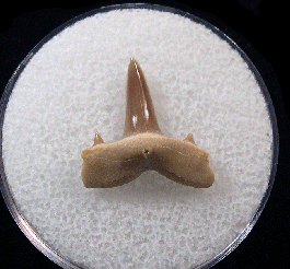Rare Isurolamna tooth - Kazakhstan | Buried Treasure Fossils