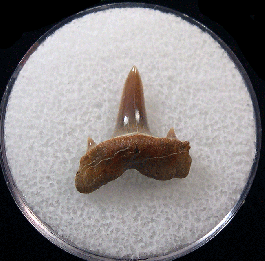 Rare Kazakh Isurolamna inflata for sale | Buried Treasure Fossils