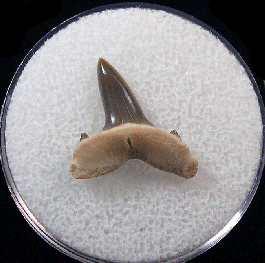 Kazakh Isurolamna antero-lateral tooth | Buried Treasure Fossils