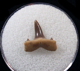 Rare Isurolamna lateral tooth for sale | Buried Treasure Fossils