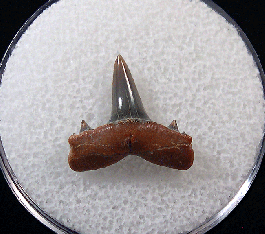 Rare lateral Isurolamna for sale | Buried Treasure Fossils