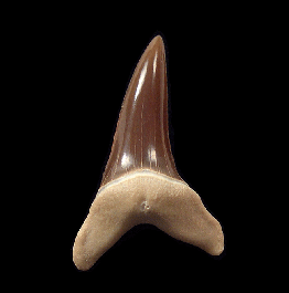 Carcharodon praecursor trigonalis tooth for sale | Buried Treasure Fossils