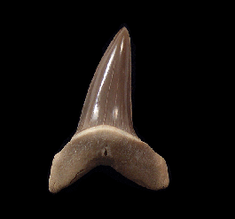 Kazakh Isurus praecursor trigonalis tooth for sale | Buried Treasure ...