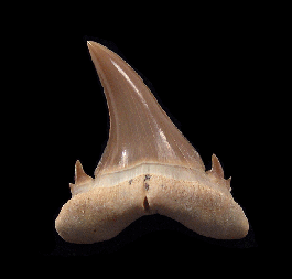 Jaekelotodus trigonalis tooth for sale | Buried Treasure Fossils