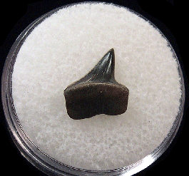 Xiphodolamia ensis lateral tooth From Kazakhstan | Buried Treasure Fossils