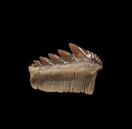 Notorynchus kempi tooth for sale | Buried Treasure Fossils
