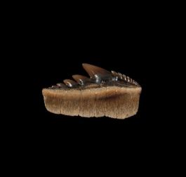 Notorynchus kempi tooth from Kazakhstan for sale | Buried Treasure Fossils