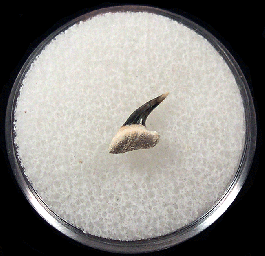 Heptranchias karagalensis tooth for sale | Buried Treasure Fossils