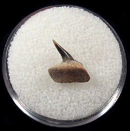 Heptranchias karagalensis upper jaw tooth | Buried Treasure Fossils