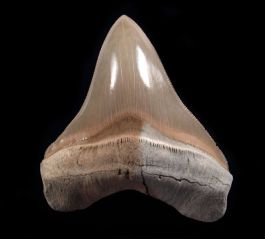 Large, top quality Chubutensis tooth for sale - Lee Creek.