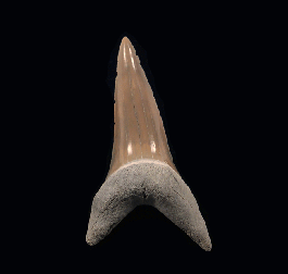 Lee Creek Isurus oxyrinchus tooth | Buried Treasure Fossils