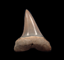 Extra Large Lee Creek Isurus retroflexus shark tooth for sale | Buried ...