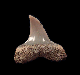 Lee Creek Longfin Mako tooth | Buried Treasure Fossils