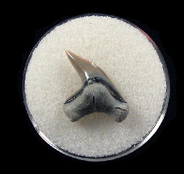 Physogaleus aduncus LC472 | Buried Treasure Fossils