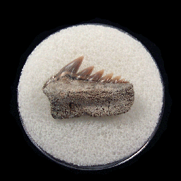 Lee Creek Cow shark lower jaw tooth | Buried Treasure Fossils