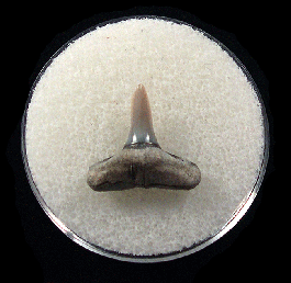 Aurora Negaprion tooth | Buried Treasure Fossils