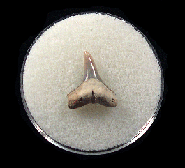 Lee Creek Negaprion tooth | Buried Treasure Fossils
