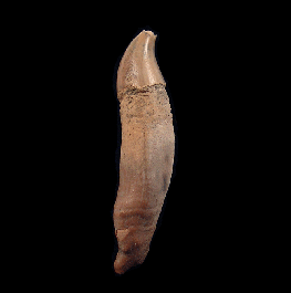 No. Carolina Dolphin tooth | Buried Treasure Fossils