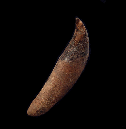 No. Carolina Dolphin tooth for sale | Buried Treasure Fossils