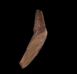 Aurora Squalodon tooth | Buried Treasure Fossils