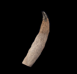 Lee Creek Whale tooth for sale| Buried Treasure Fossils