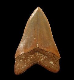 Big Moroccan Megalodon tooth for sale | Buried Treasure Fossils