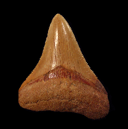 Serrated Moroccan Megalodon tooth for sale | Buried Treasure Fossils