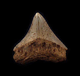 Nice Moroccan Megalodon tooth for sale | Buried Treasure Fossils