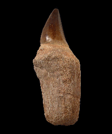 Massive Prognathodon mosasaur tooth with root for sale | Buried ...