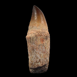 Prognathodon anceps tooth with root | Buried Treasure Fossils