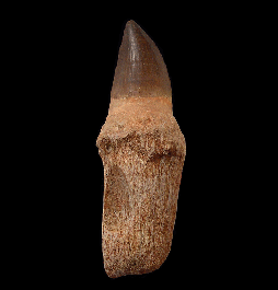 Prognathodon anceps tooth with root | Buried Treasure Fossils