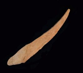 Hybodus sp.