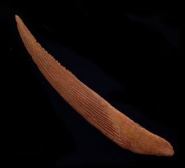 Hybodus sp.