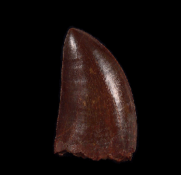 Red Carcharodontosaurus dinosaur tooth for sale | Buried Treasure Fossils