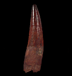 Extra large Moroccan Spinosaurus tooth for sale | Buried Treasure Fossils