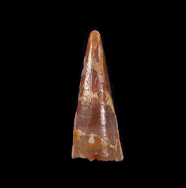 Pterosaur tooth for sale | Buried Treasure Fossils