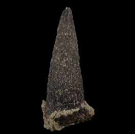 Spicomellus spike | Buried Treasure Fossils