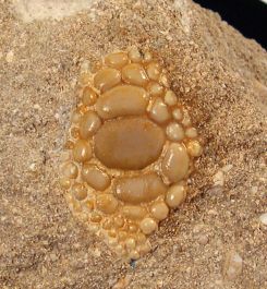 Phyllodus toliapicus