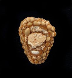 Phyllodus toliapicus