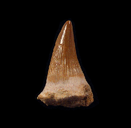 Platecarpus ptychodon tooth | Buried Treasure Fossils