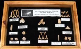 Marine Fossil Collection with Frame | Buried Treasure Fossils