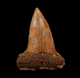 Carcharodon hastalis - Morocco