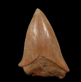 Carcharodon hastalis - Morocco