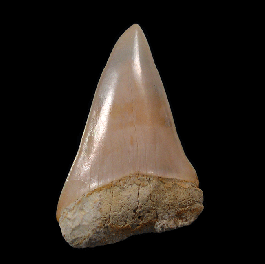 Carcharodon hastalis - Morocco