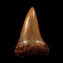 Rare Moroccan Carcharodon hastalis tooth for sale | Buried Treasure Fossils