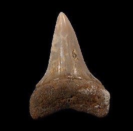 Carcharodon hastalis - Morocco