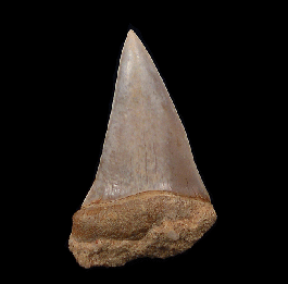 Carcharodon hastalis - Morocco
