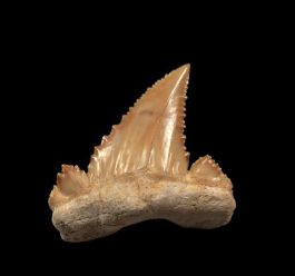 Real Paleocarcharodon transition shark tooth | Buried Treasure Fossils