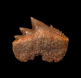 Moroccan Notidanodon shark tooth | Buried Treasure Fossils